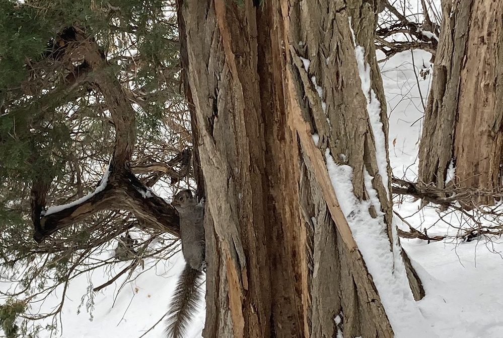 Les arbres du parc King George - Engage Westmount